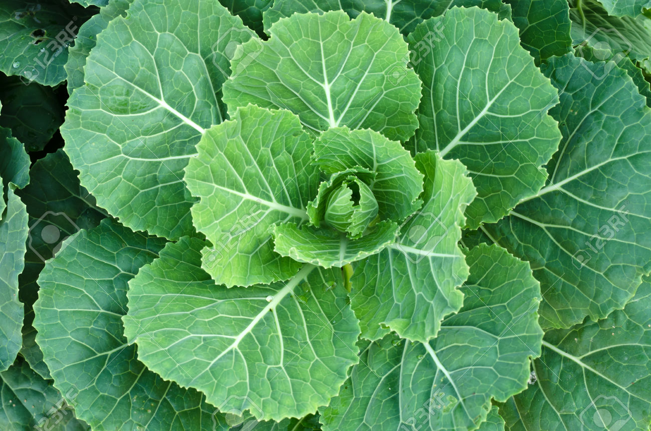 Chinese Endive Health Benefits | Healthy Fitness Tips