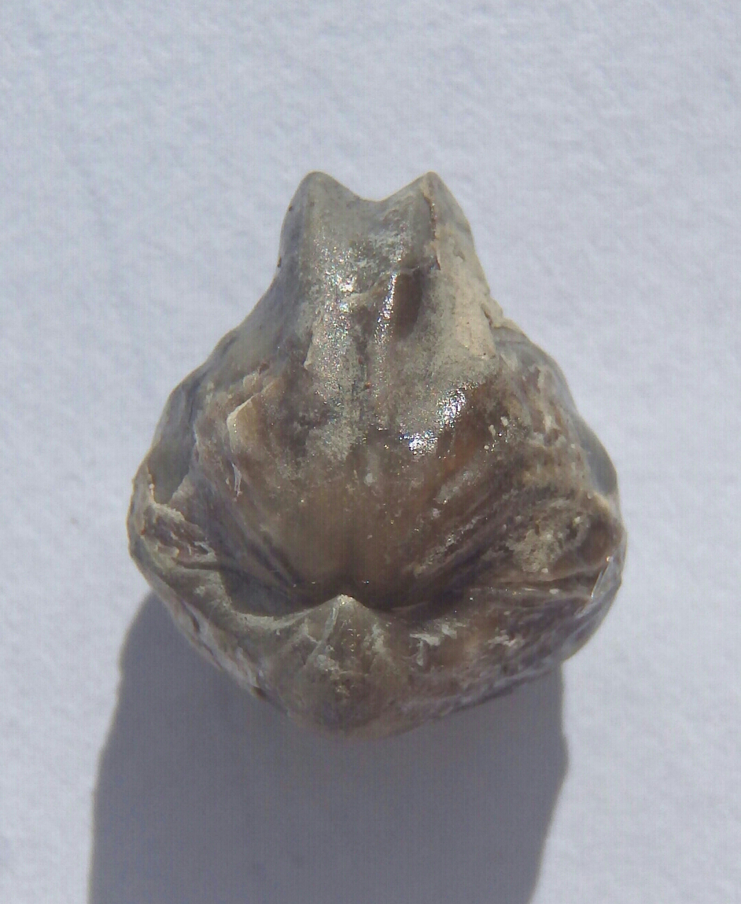 Braquiópodos: "Rhynchonella" (Homoeorhynchia) sp. A