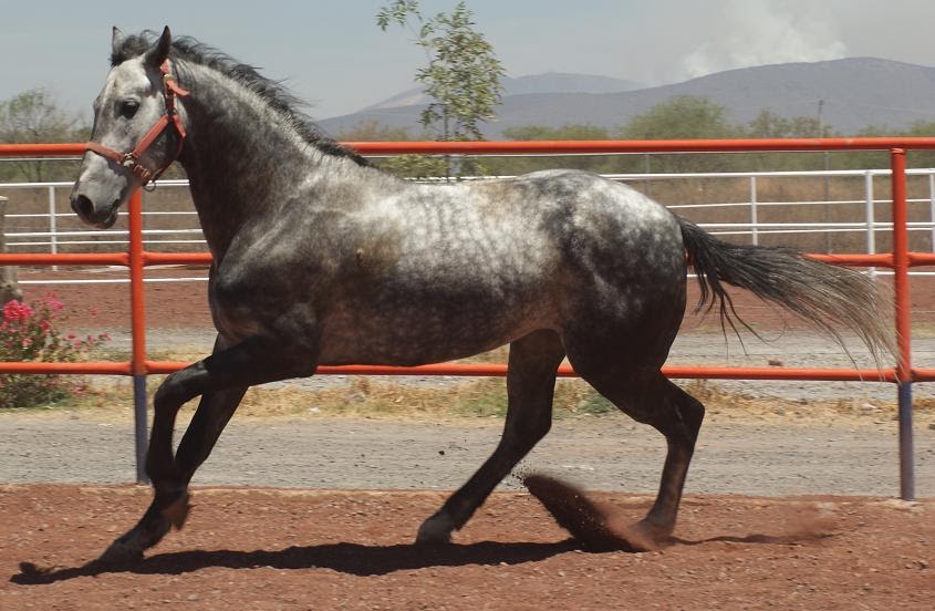 caballos aztecas: ORIGEN, CARACTERISTICAS