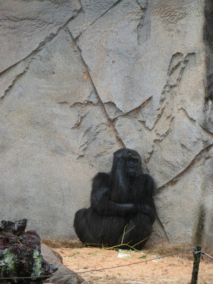 Bwana joen kynästä: Jerry Coyne: ”Olemme apinoita”, Jonathan Marks ...
