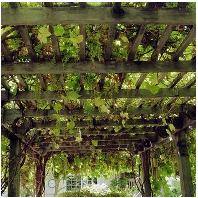 Casual Casa: Deciduous vines for shade & patio cover