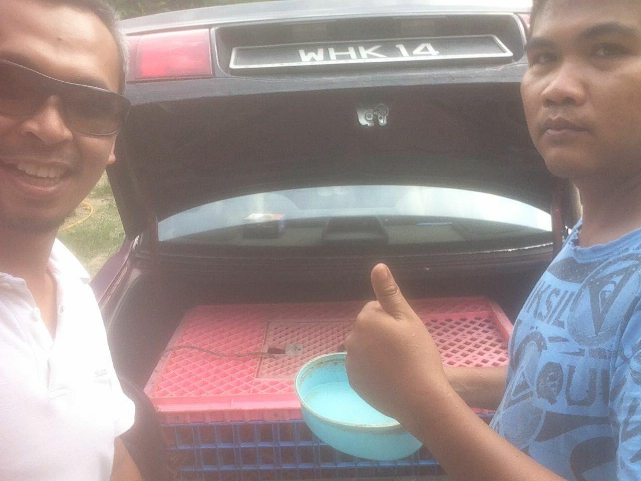 DINARA AGRO FARM: ANAK ANGSA PUTIH DAN KELABU GOOSE