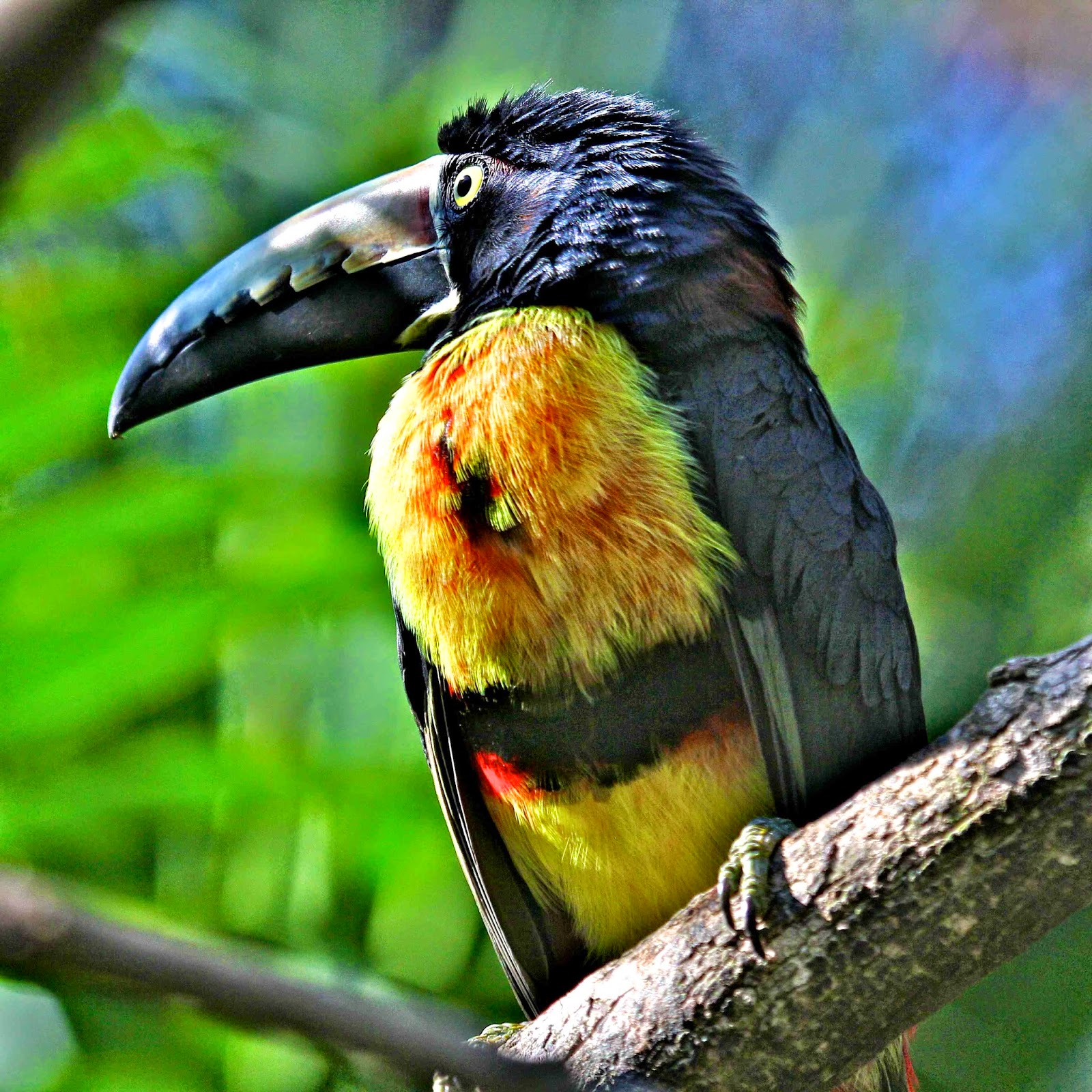 ARACARI BIRD photos - wallpapers | the fun bank