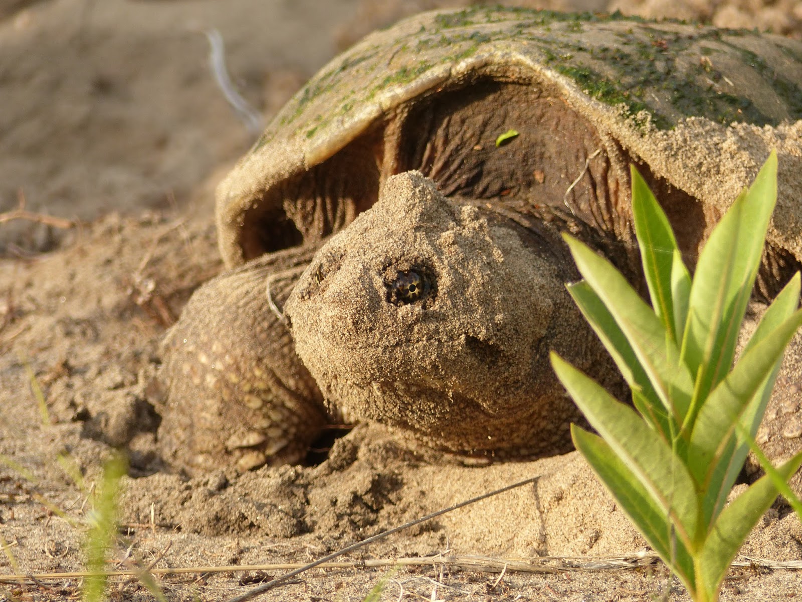 Ten Million Earthlings: Naturescape: Common Snapping Turtle