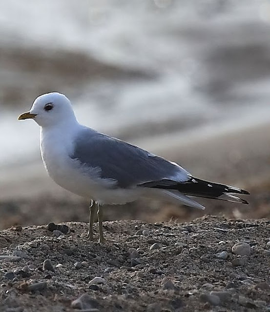 Birding Is Fun!: GULLS OF SPAIN - GAVIOTAS DE ESPAÑA
