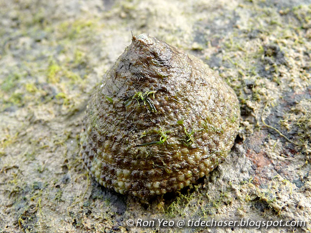 tHE tiDE cHAsER: Top Shells (Phylum Mollusca: Family Trochidae) of ...