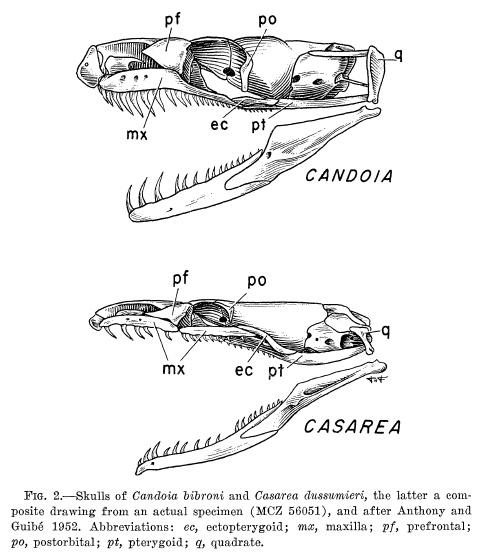 Life is short, but snakes are long: Basics of snake skulls