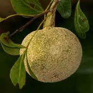 Reshlok's Ethnic Food & Culture: Names of Indian Fruits in English & Telugu