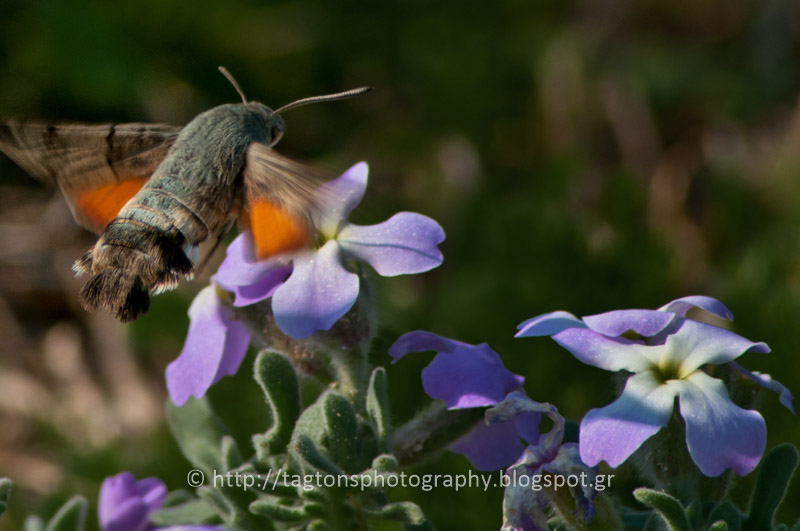 Tagton's PHOTOGRAPHY: Macroglossum stellatarum