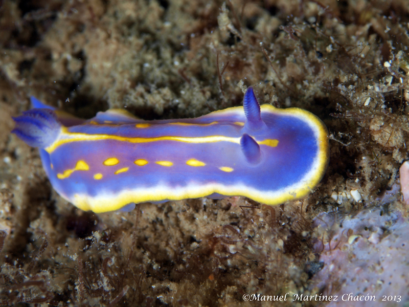 Nudibranquios del Campo de Gibraltar