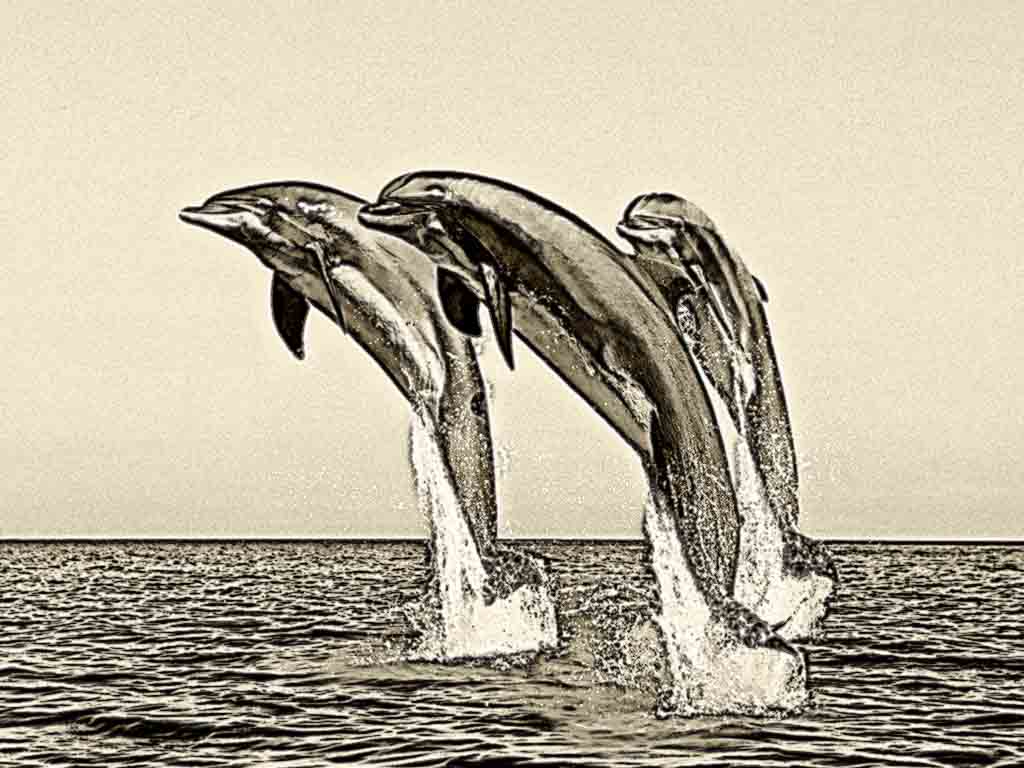 Pencil drawings Charcoal drawings and Art galleries: Download free ...