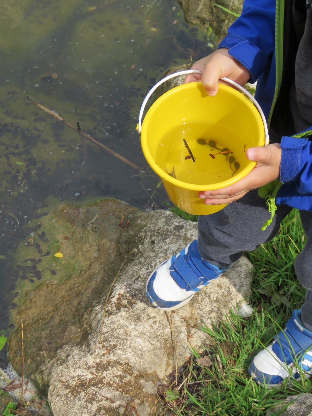 Iz malega zraste veliko: Razvojni krog žabe