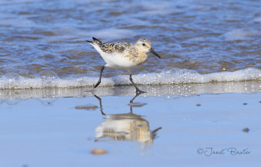 Ceredigion Birds: Waders high tide roost, Ynyslas