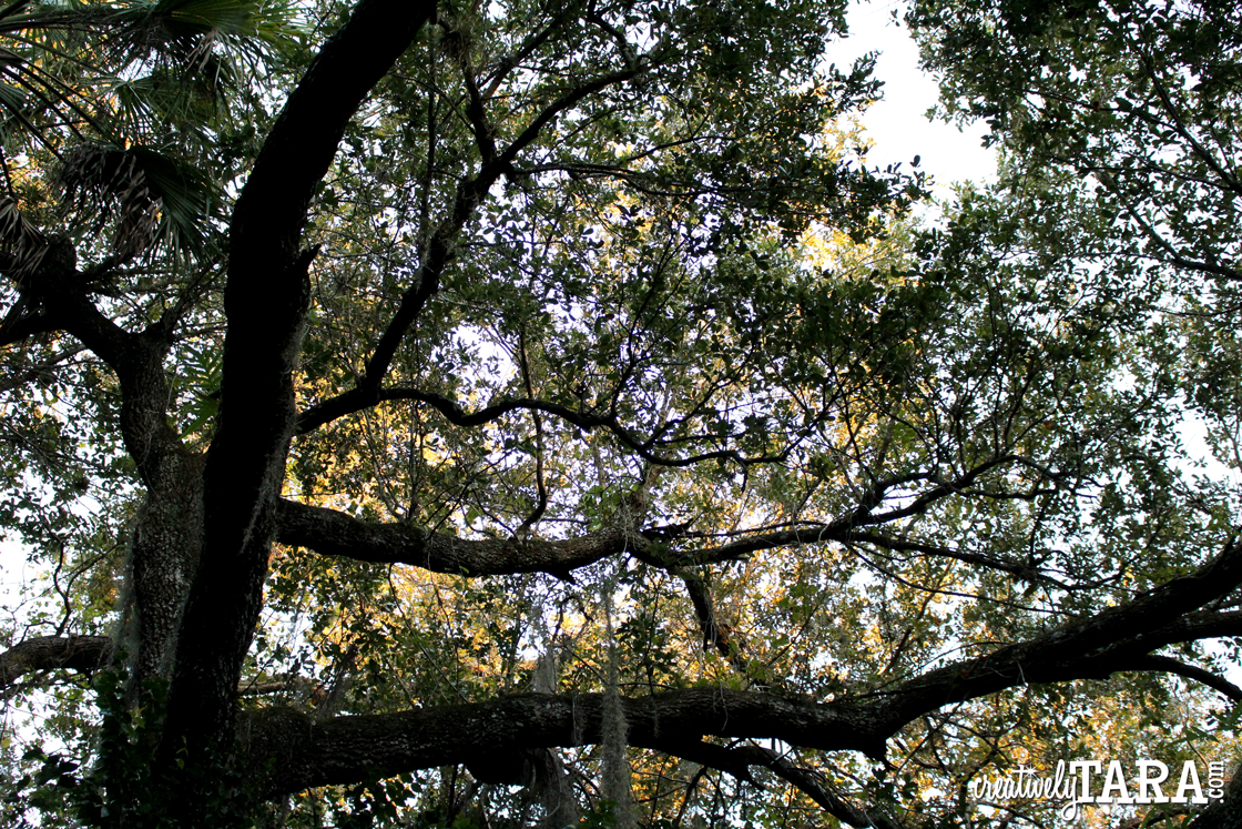 Oak Hammock Park Devil Tree at Kaitlyn Corkill blog