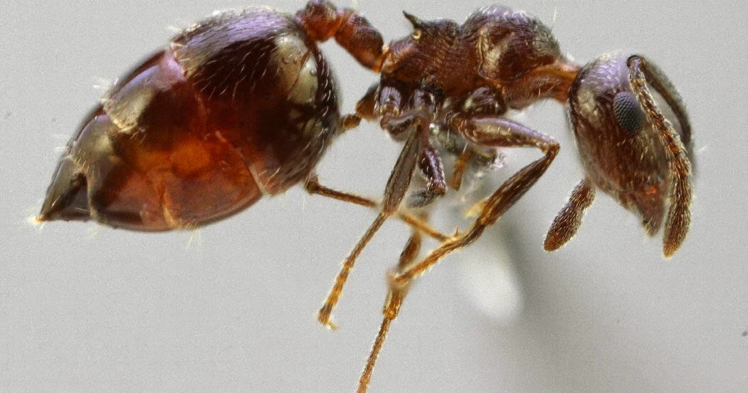 crematogaster scutellaris :: fourmi du sud de la France: Le genre ...