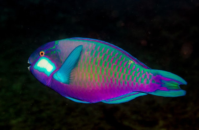 PARROTFISH photos - wallpapers (ανανεωμένο) | the fun bank
