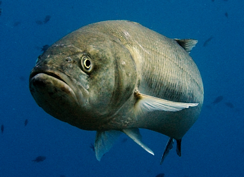 Le blog de la Coudoulière: Le loubar, nouveau poisson hybride