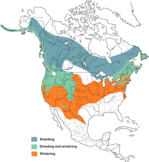 Ohio Birds and Biodiversity: Mergansers make a comeback in the Mountain ...