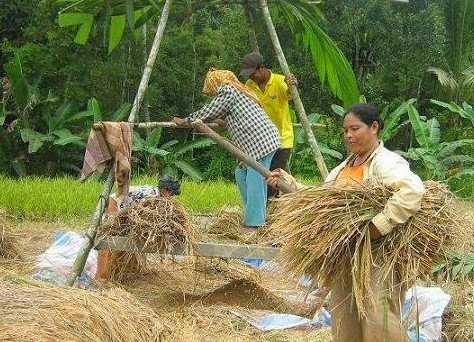 Pustaha Editorsiojo: Marsialapari & Manyaraya