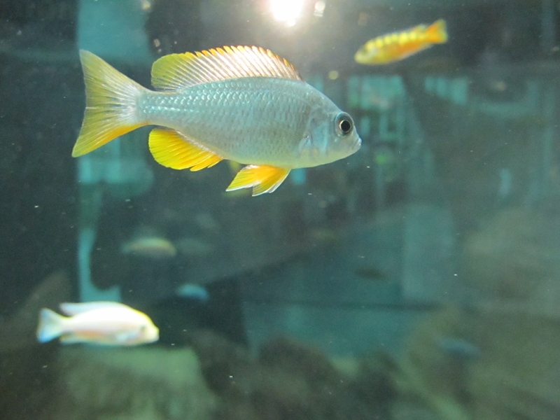 Milerenda: Peces del CosmoCaixa