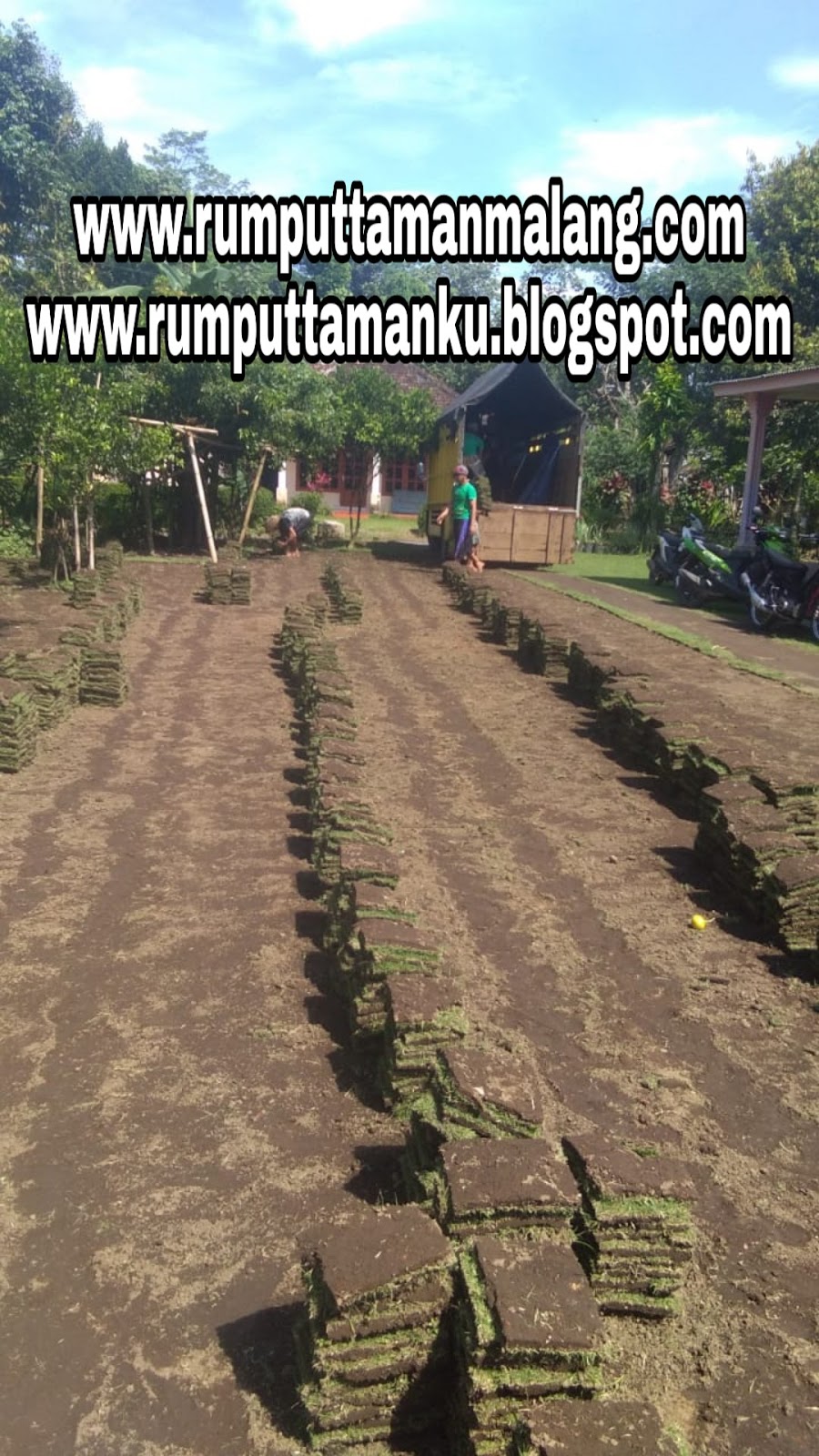 Harga jual rumput manila zoysia matrella di Jakarta April Tahun 2023 ...