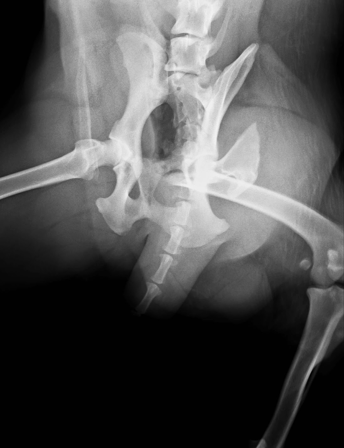 ARTROVET: Fractura de fémur