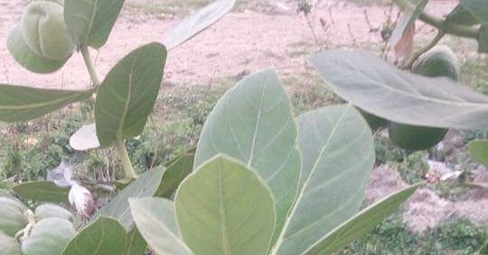 Taratana Health Beauty & skin Hub: USES OF SODOM APPLE. EWE BOMUBOMU