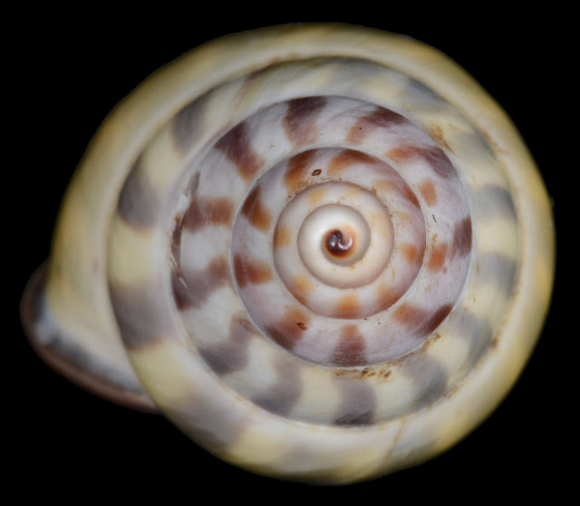 Dr. Lee's Gallery Museum: Amphidromus florensianus 39.40mm (Regular form)