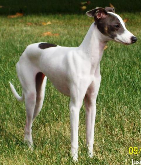 About Dog Italian Greyhound