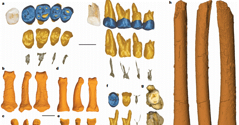 Paleoantropología hoy: Homo luzonensis
