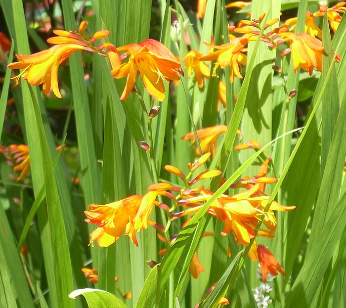 Mats gröna fingrar: Min Montbretia från England
