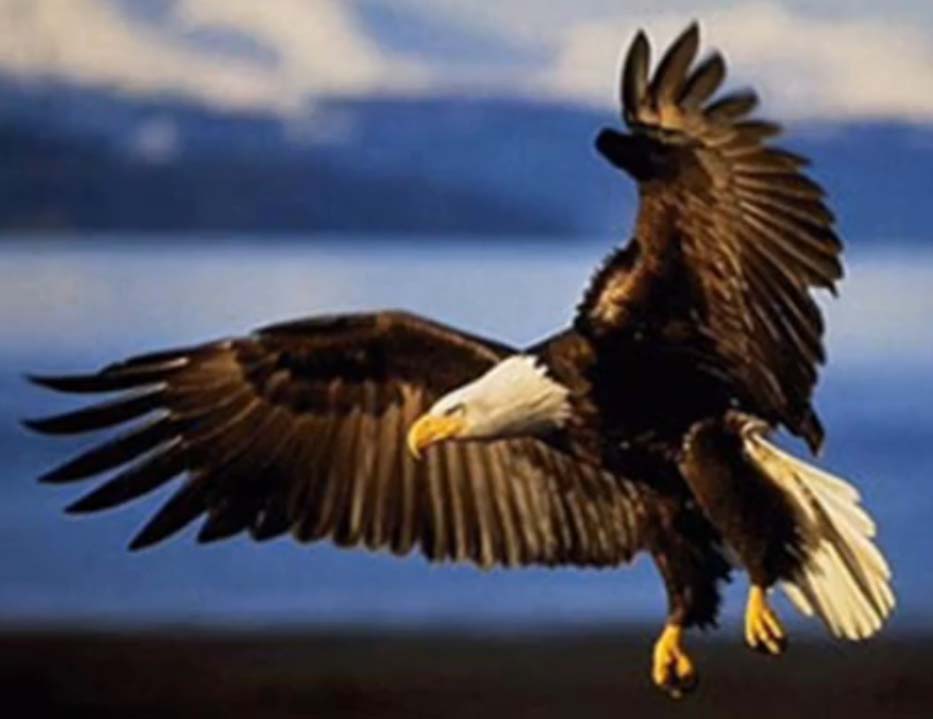 Riprendiamo il cammino: Per non dimenticare l'Aquila, ché torni a volare