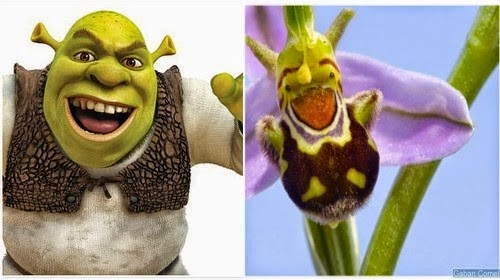 Bunga Orkid Pelik Yang Berbentuk Seperti Animasi Shrek - Oh kiji ...