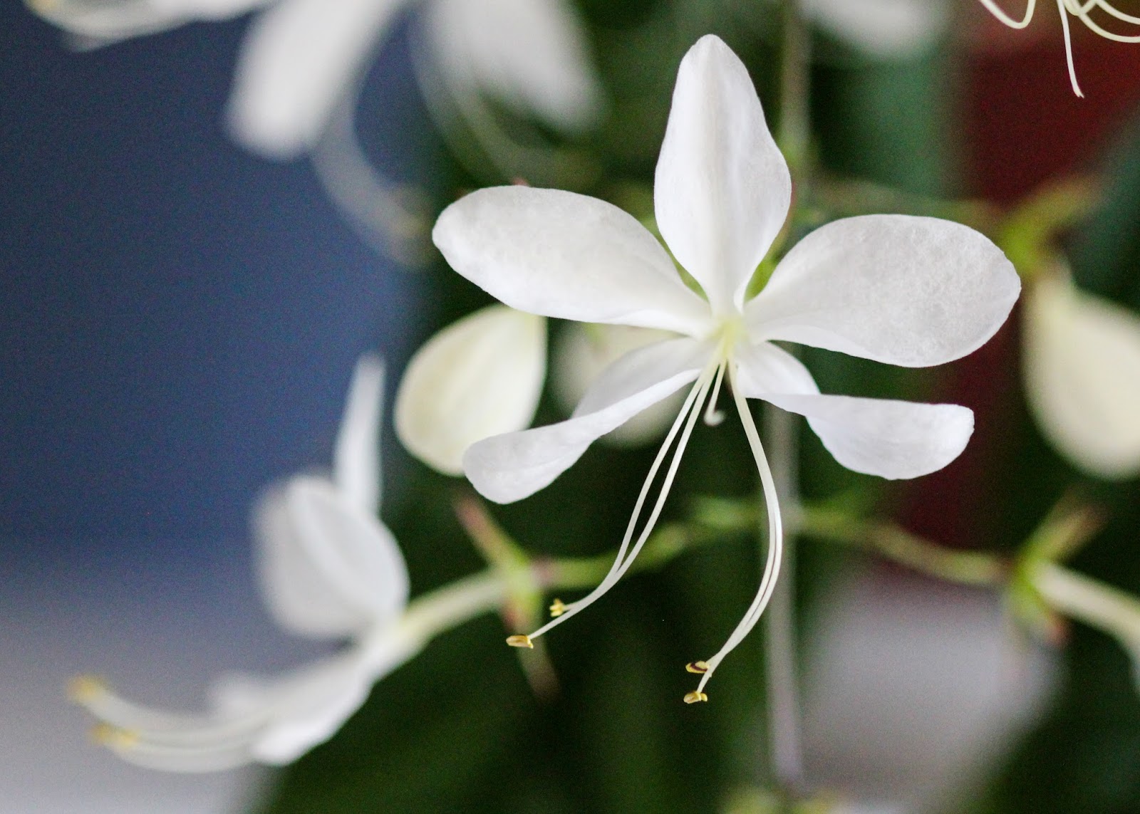 Red House Garden: Winter-blooming Chains of Glory a.k.a. the Lightbulb ...
