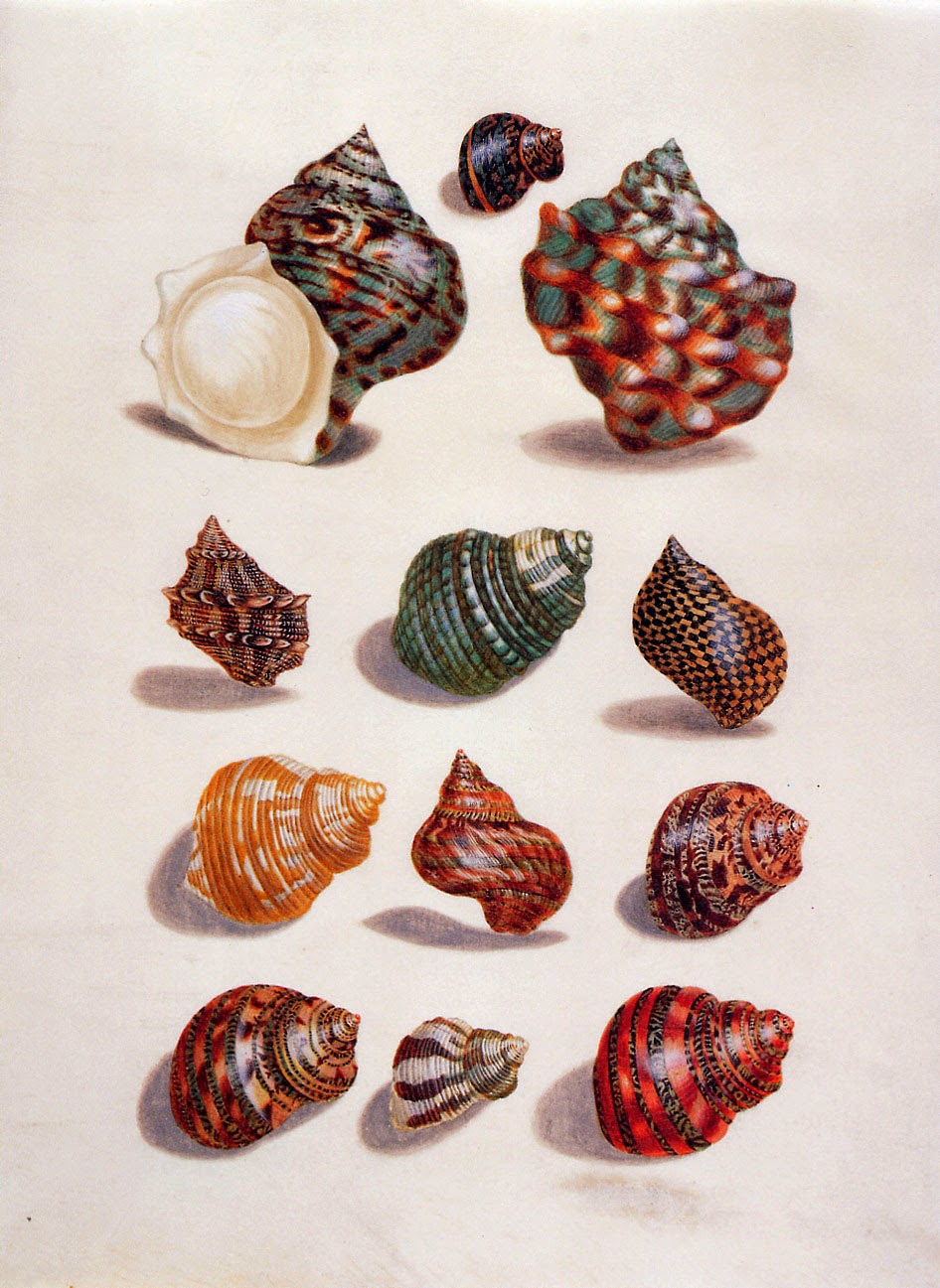 Every Day Is Special: April 2 – Happy Birthday, Maria Sibylla Merian