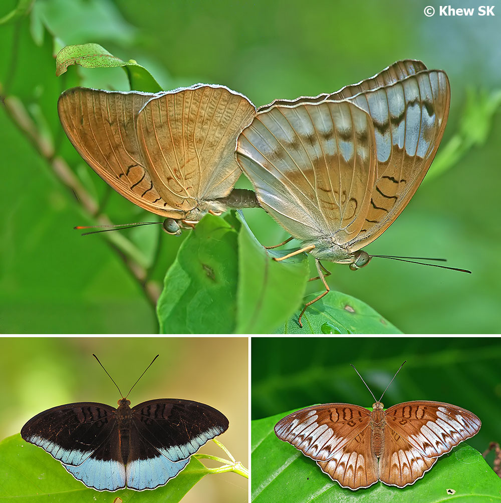 Butterflies of Singapore: Sexual Dimorphism - Part 2