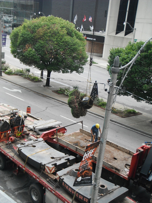 Large Tree Installations | Large Trees – Tight Spaces