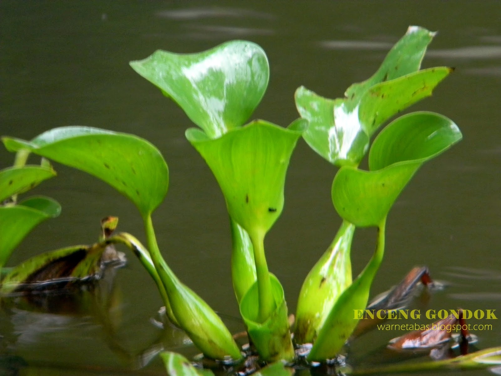 Memes Enceng Gondok