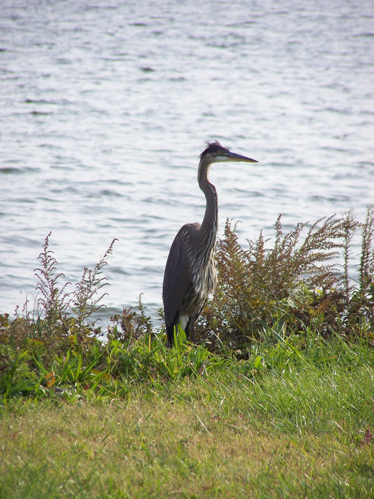 Via My Viewfinder: Still Blue Heron