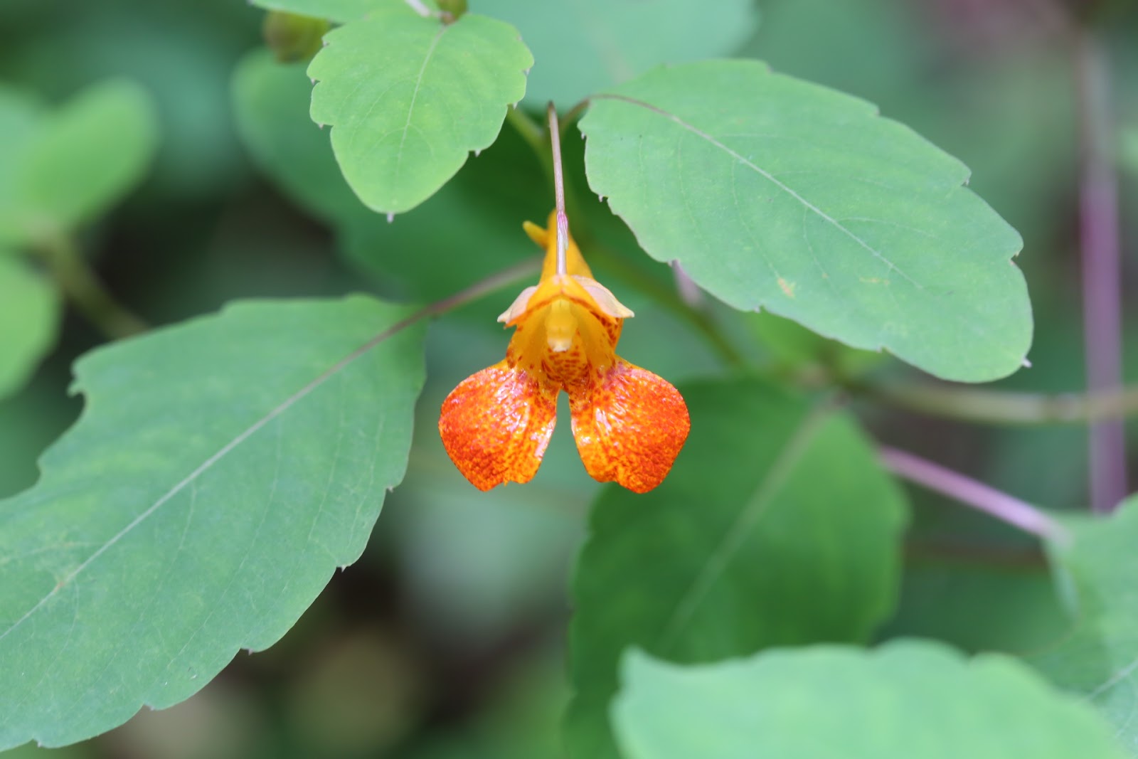 "What's Blooming Now" : Jewelweed, Orange Jewelweed, Spotted Touch-Me ...