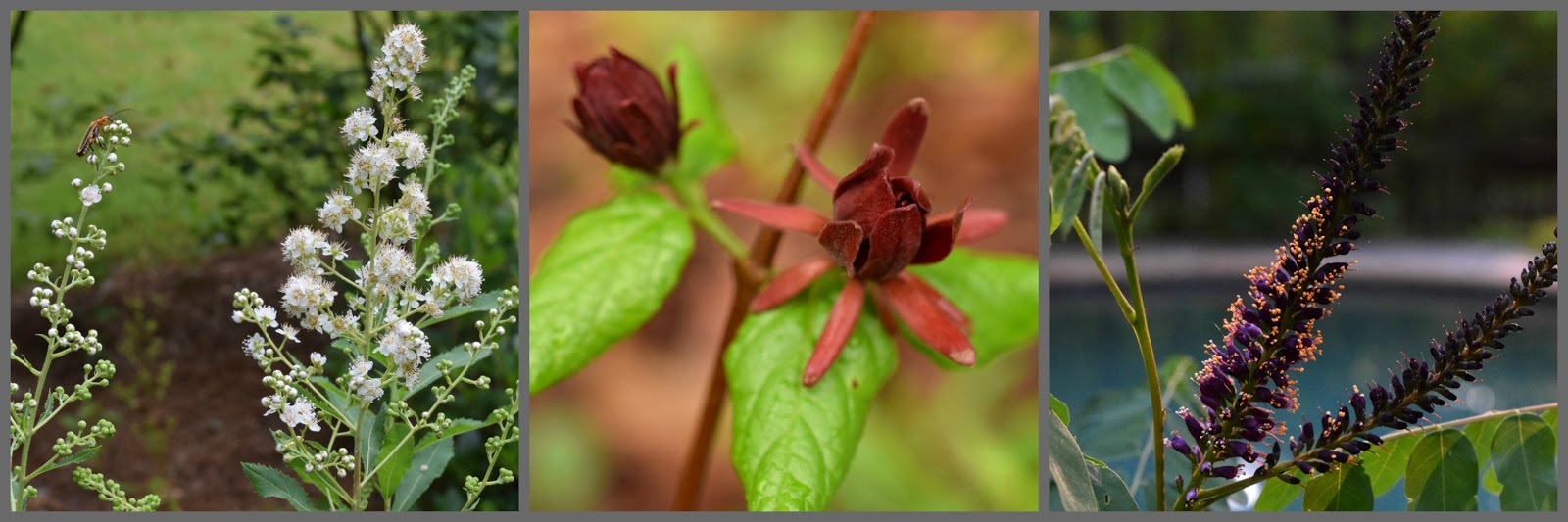 Using Georgia Native Plants: Underused Native Shrubs