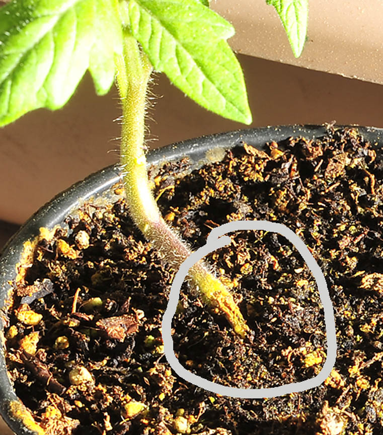 "the dxb gardener": Seedlings Dying?