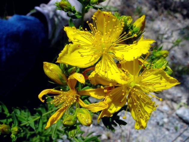 Plantando patacas: Plantas silvestres medicinales a nuestro alcance
