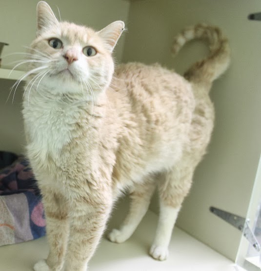 Dsh Cat Breed - Cat Lover | Cat Training