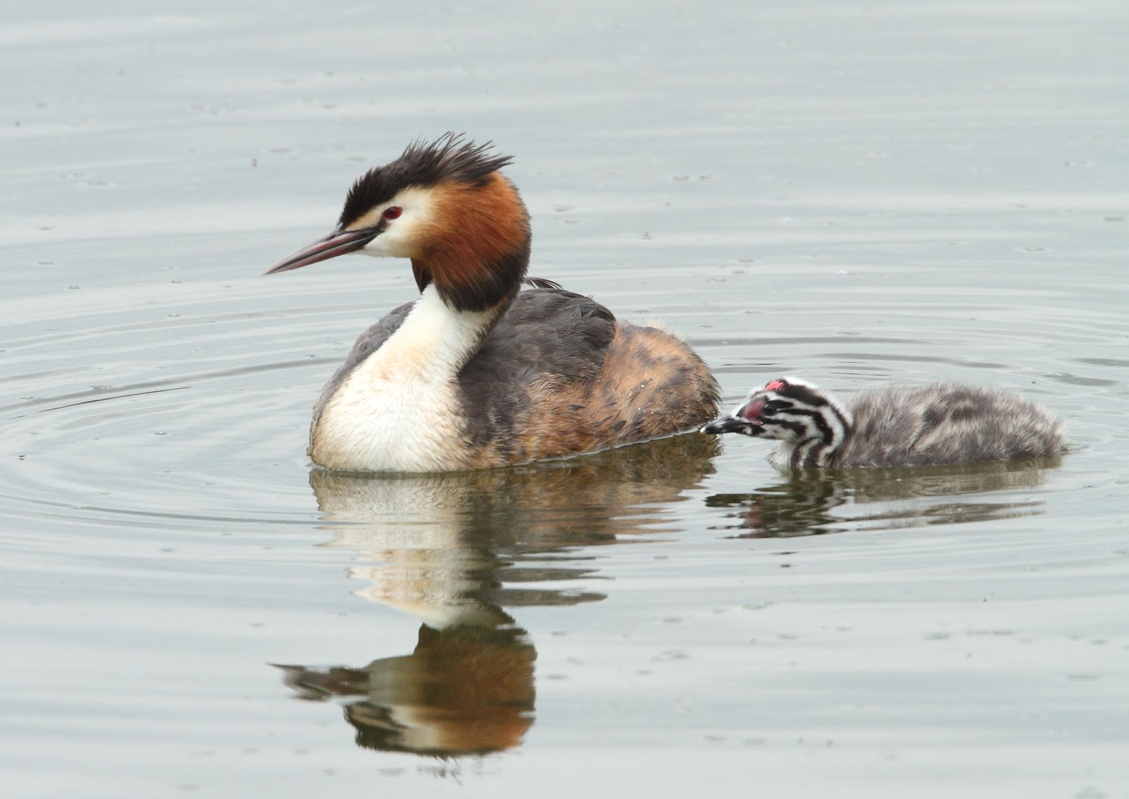 HOWARD'S BIRDSPOT: Great Crested Grebe at Far INgs Nature Reserve. 17.5.12.