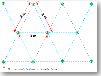 sistema de siembra: sistema de siembra tres bolillos iraca