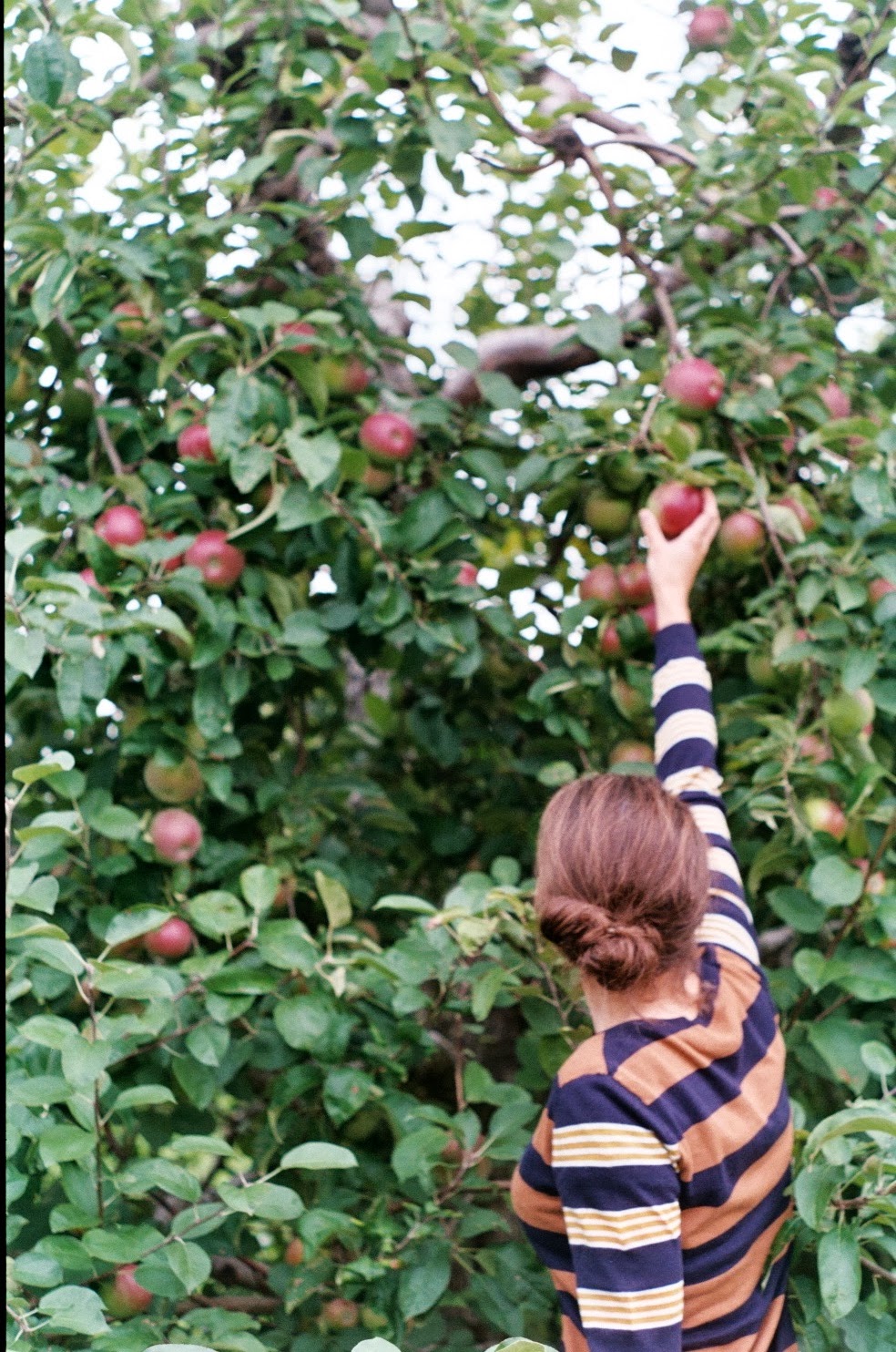 engrained: apple picking.