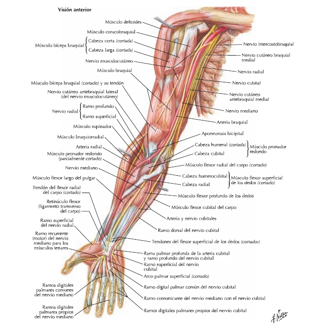 Resumen ramos terminales plexo braquial