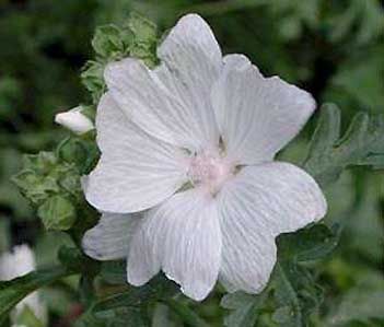 Anything and Everything: Musk Mallow Medicinal Properties