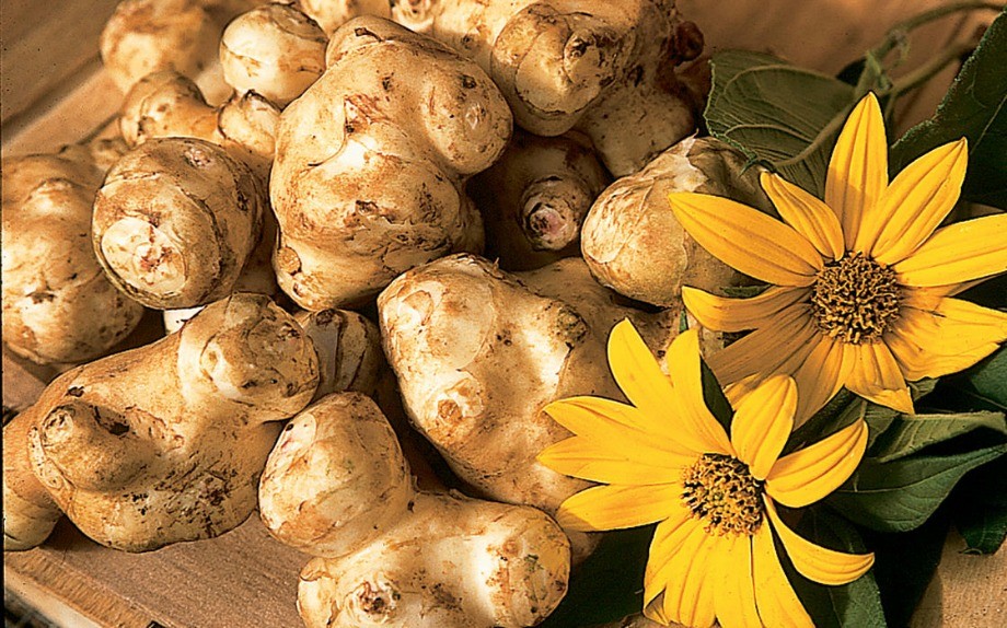 Il topinambur : un tubero con molte proprietà